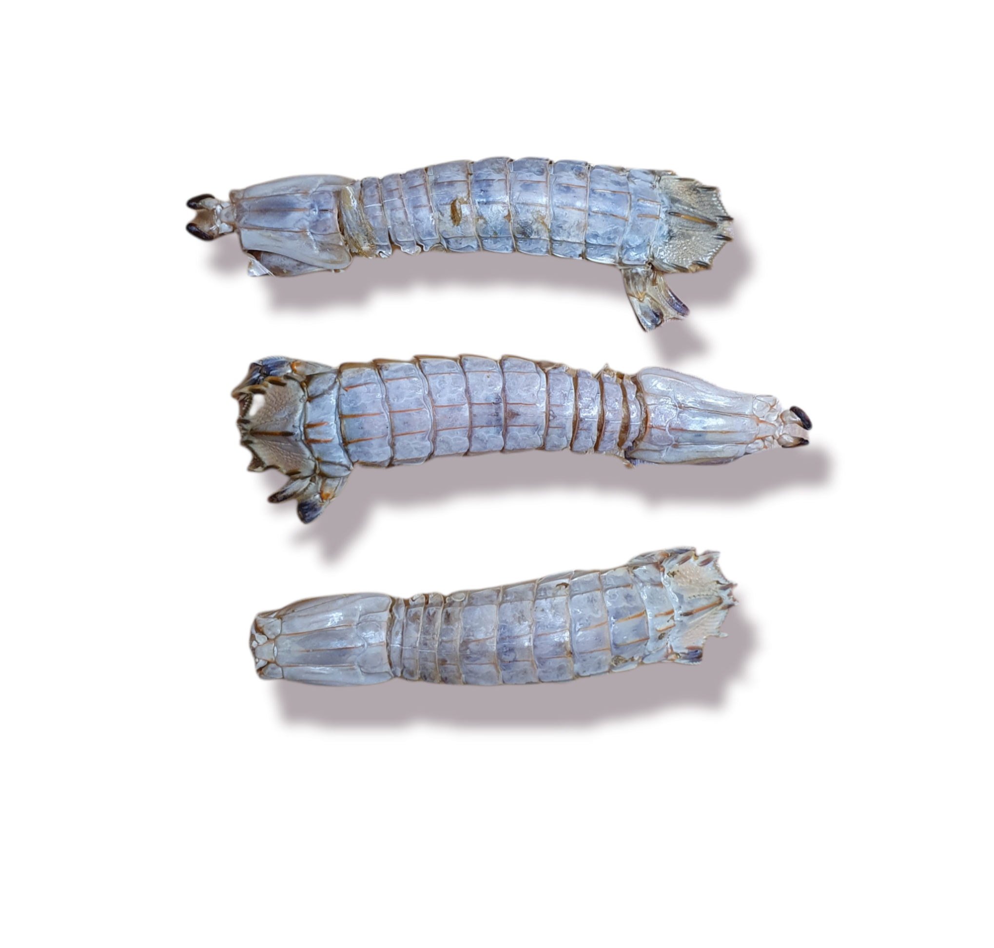 Mantis Shrimp | dehydrated dog & cat treats | Oz Pup Culture