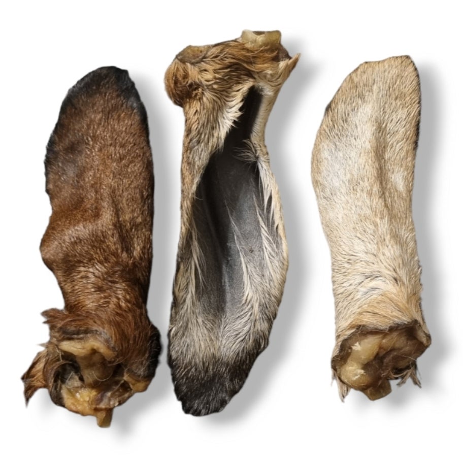 Goat Ears | Oz Pup Culture