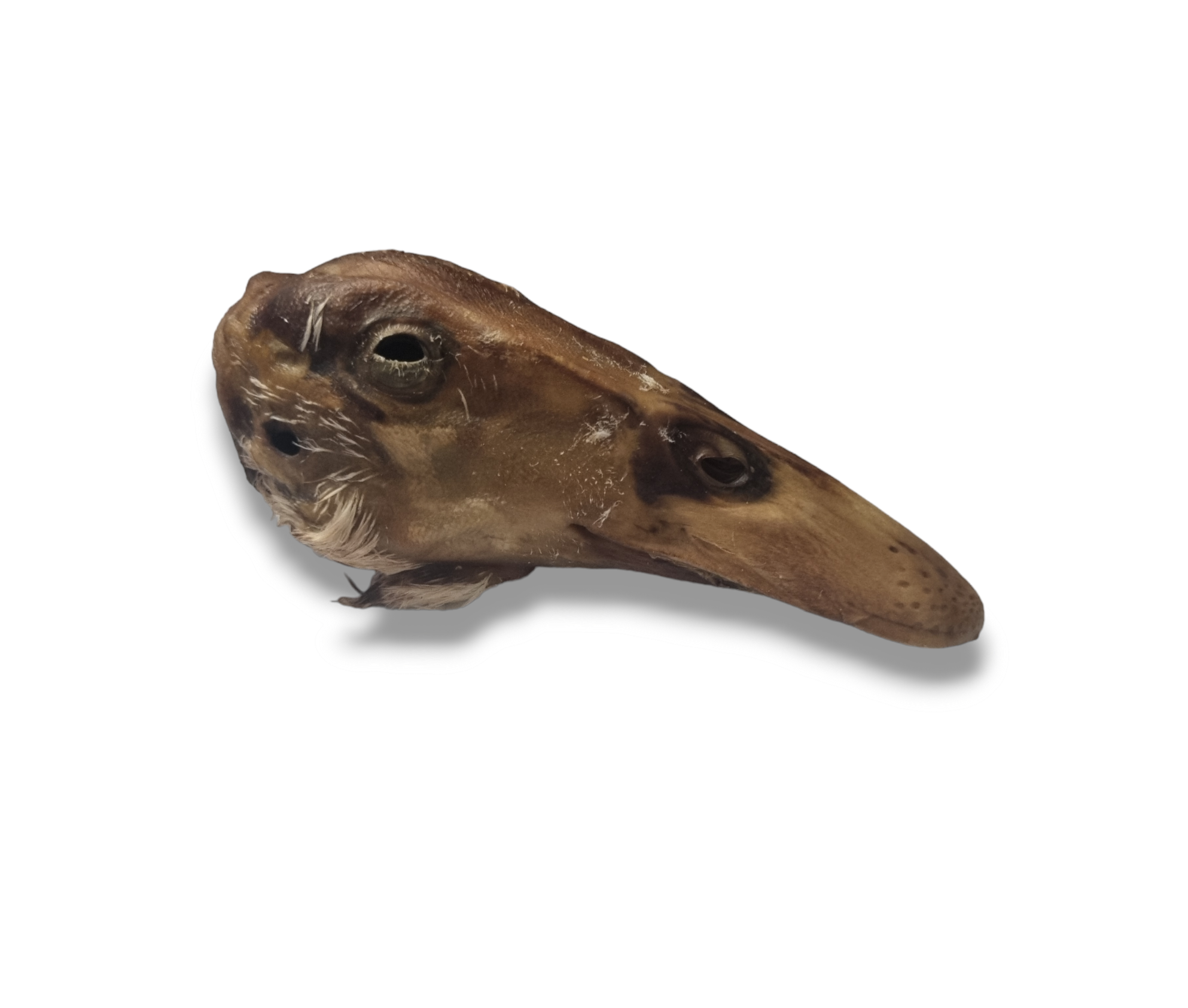 Duck Heads | Oz Pup Culture