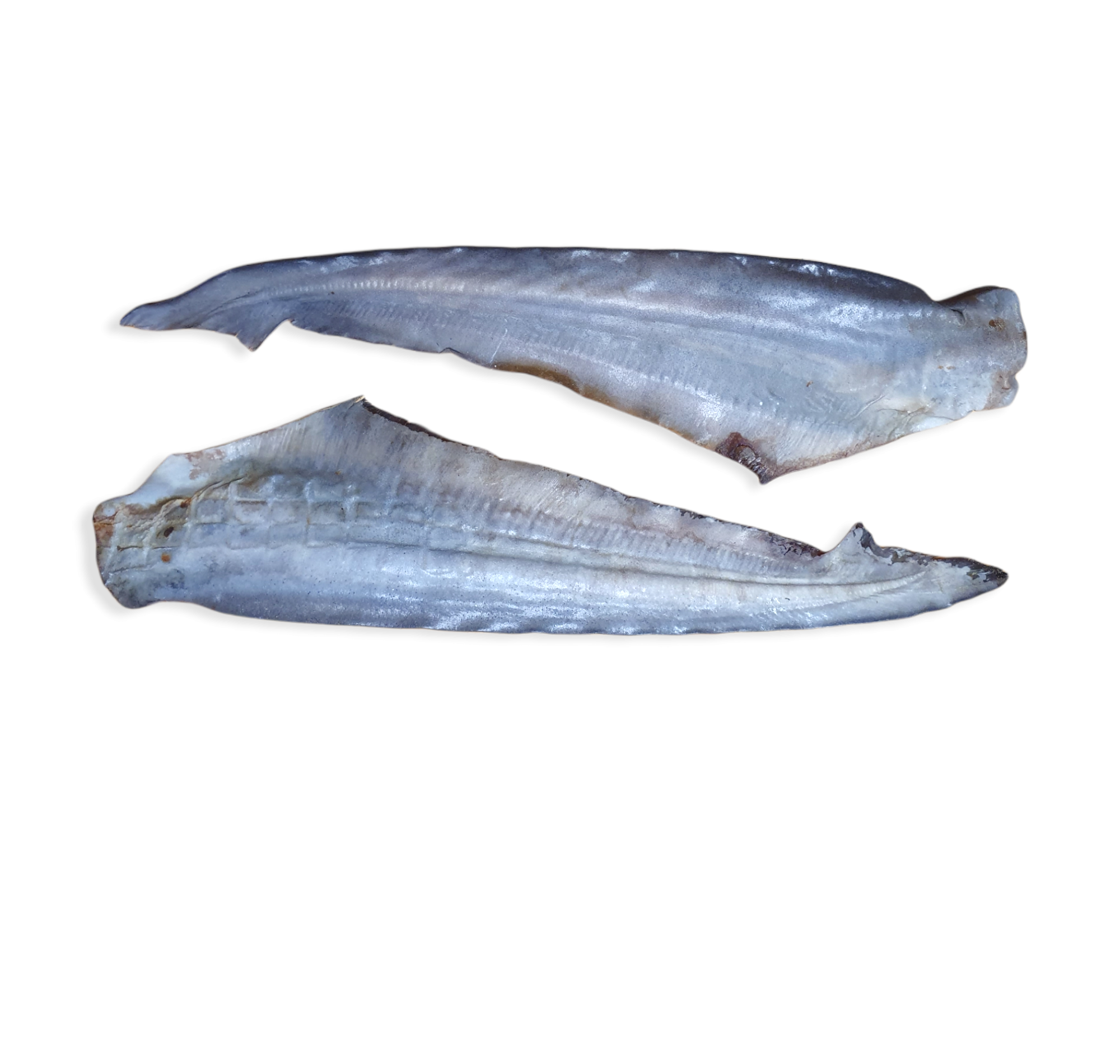 Shark Tails | Oz Pup Culture